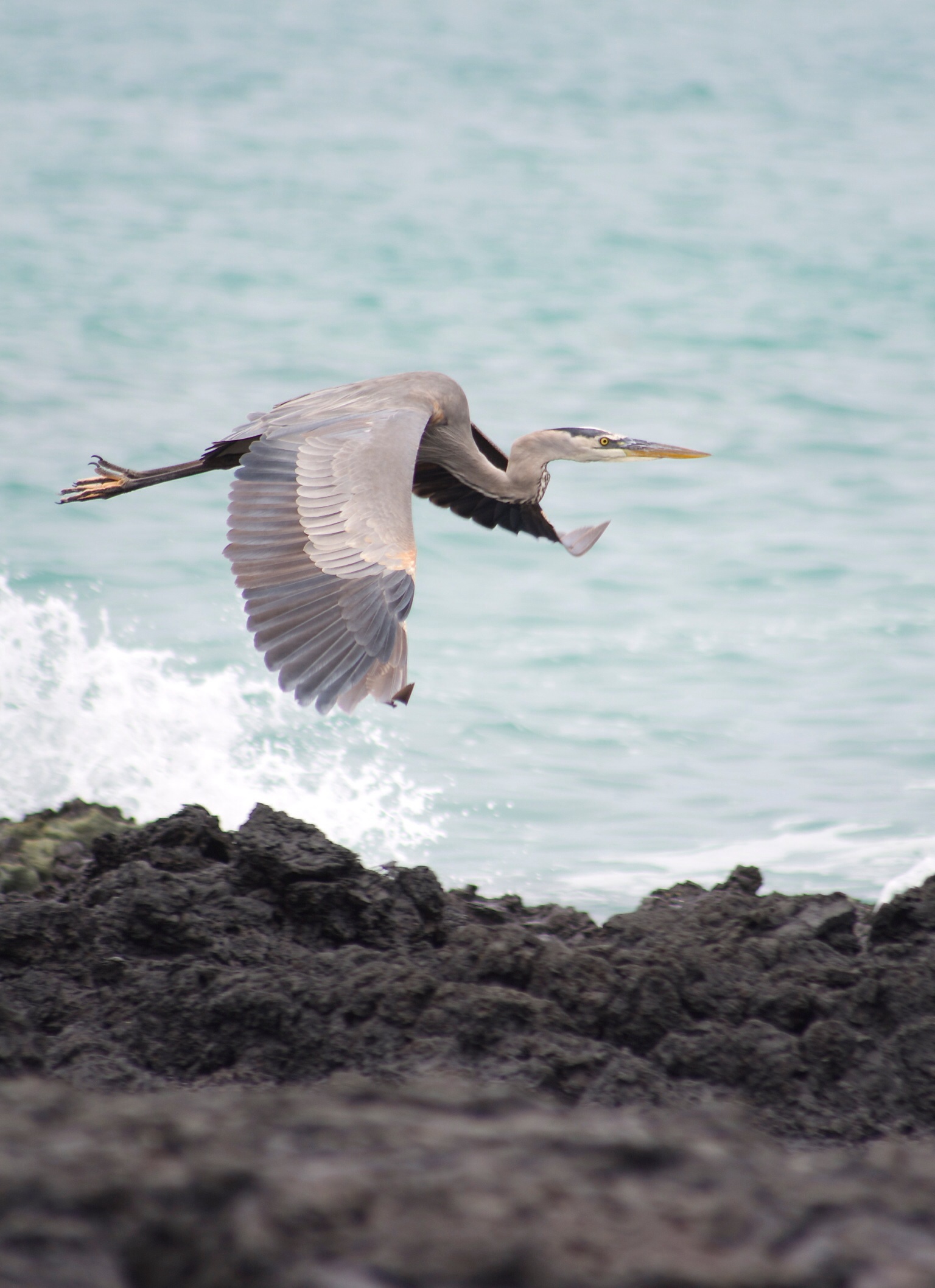 Birds | Images from home and abroad