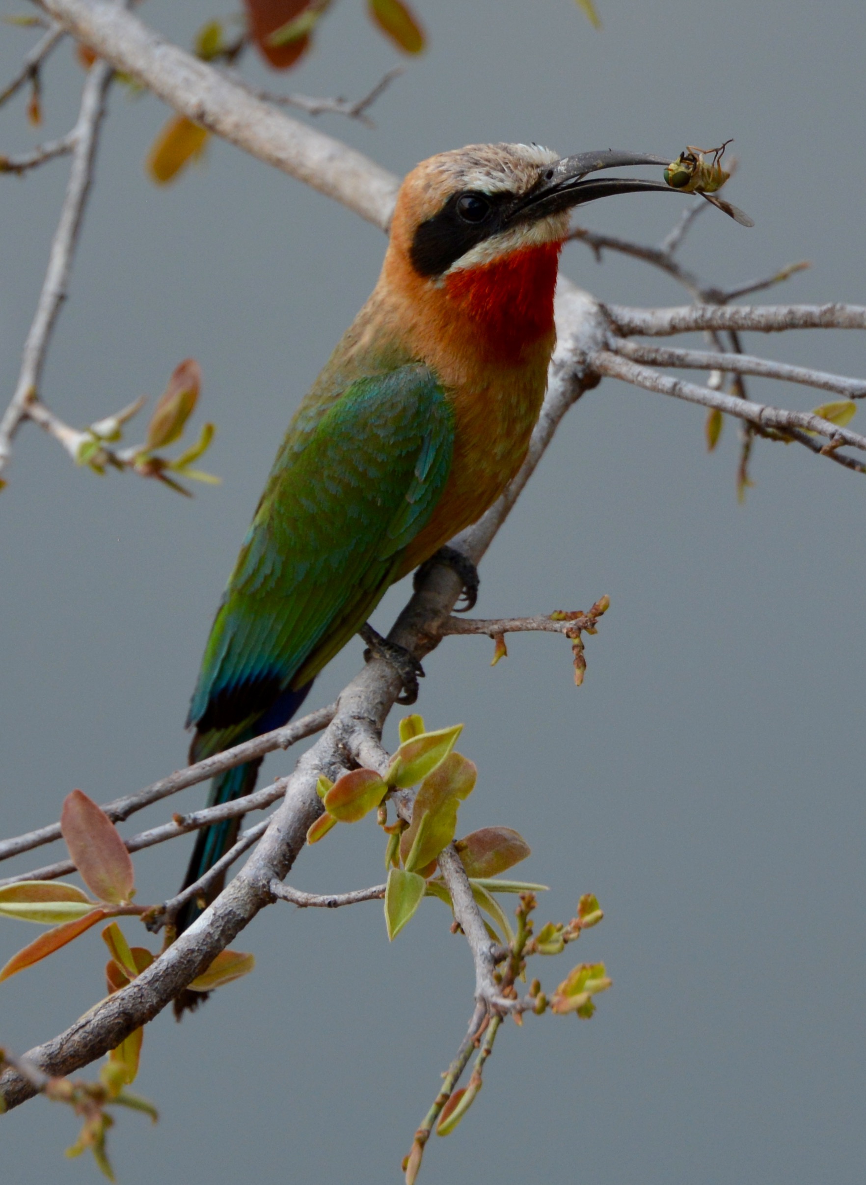 Birds | Images from home and abroad