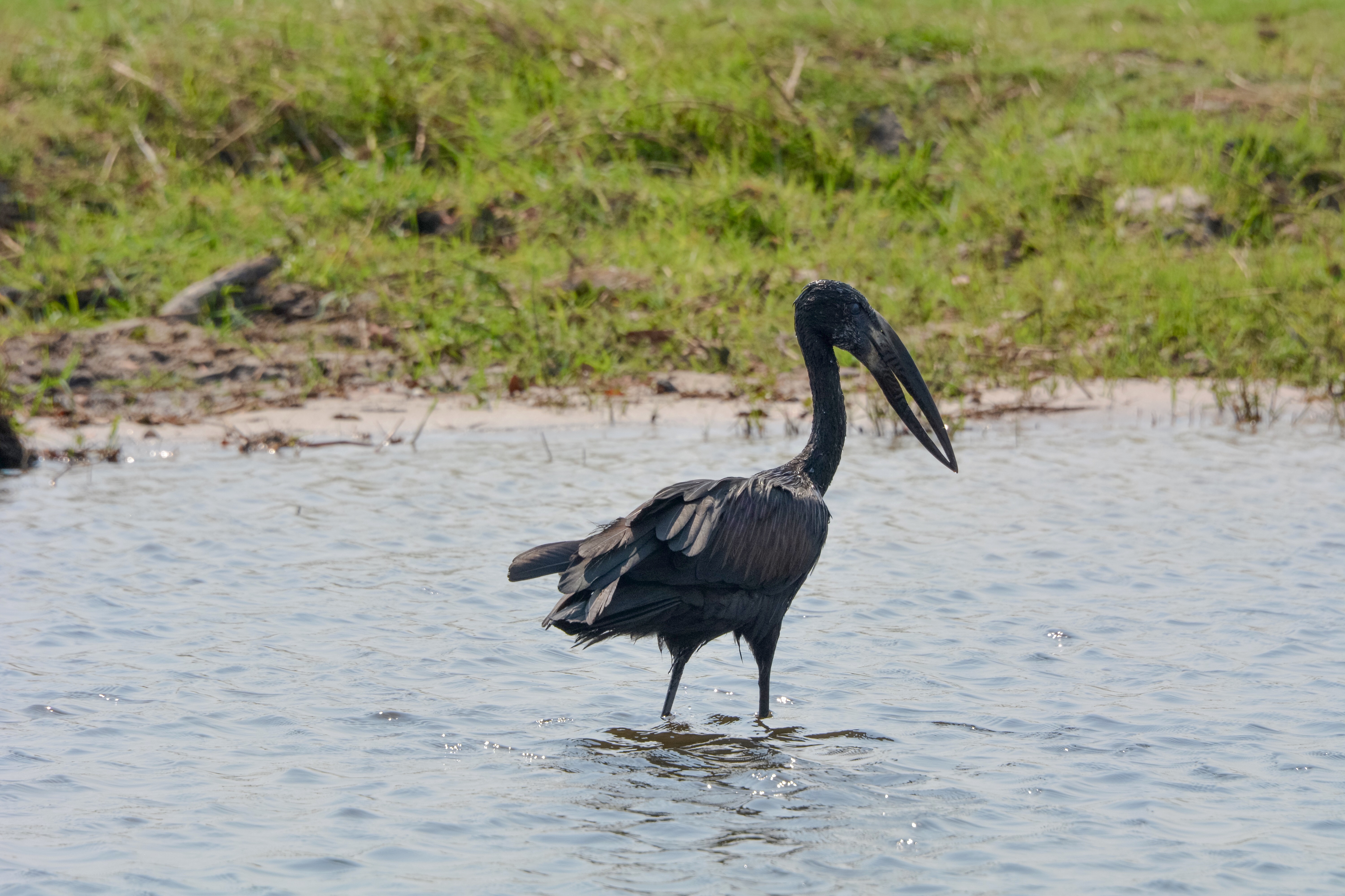 Birds | Images from home and abroad