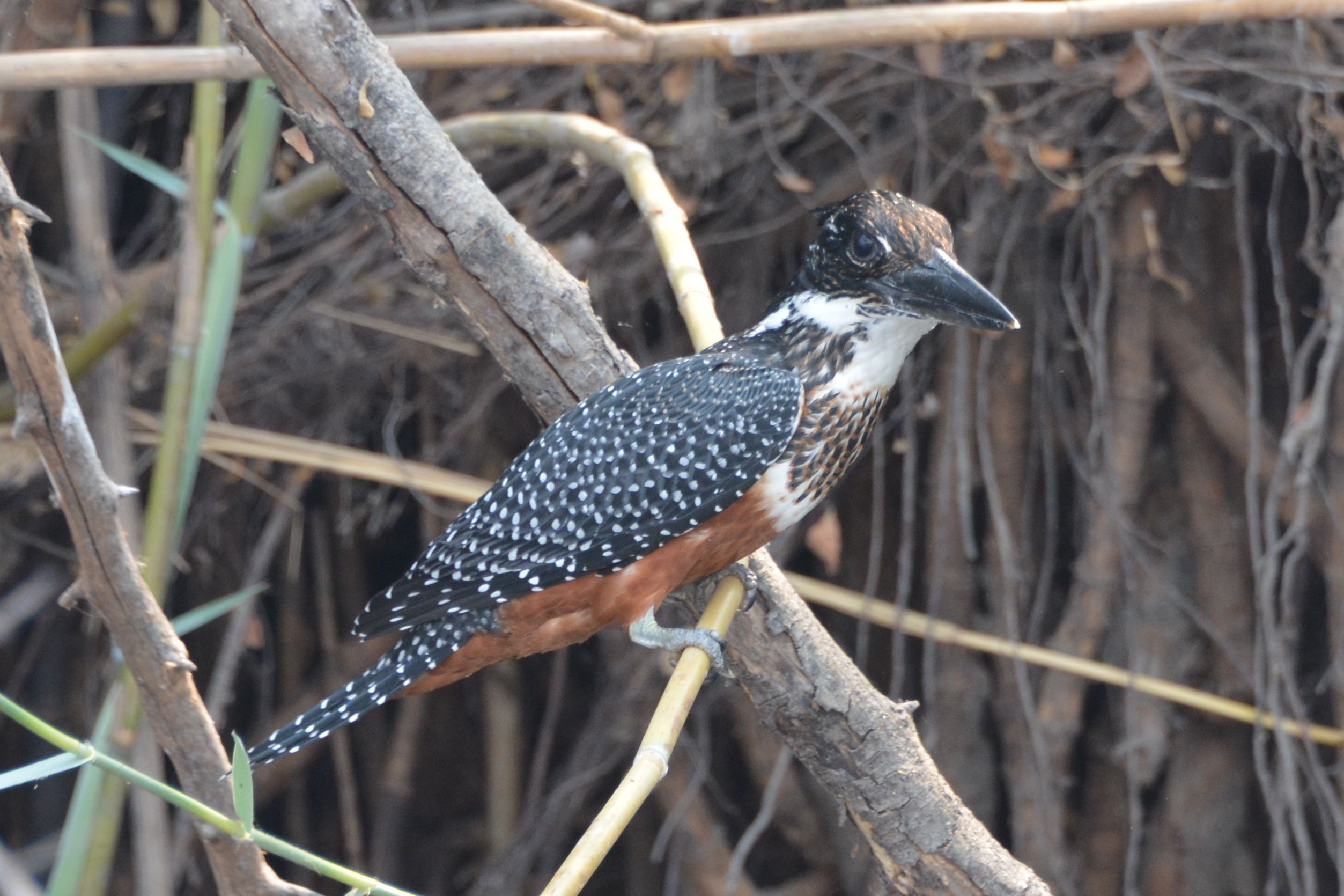 Birds | Images from home and abroad