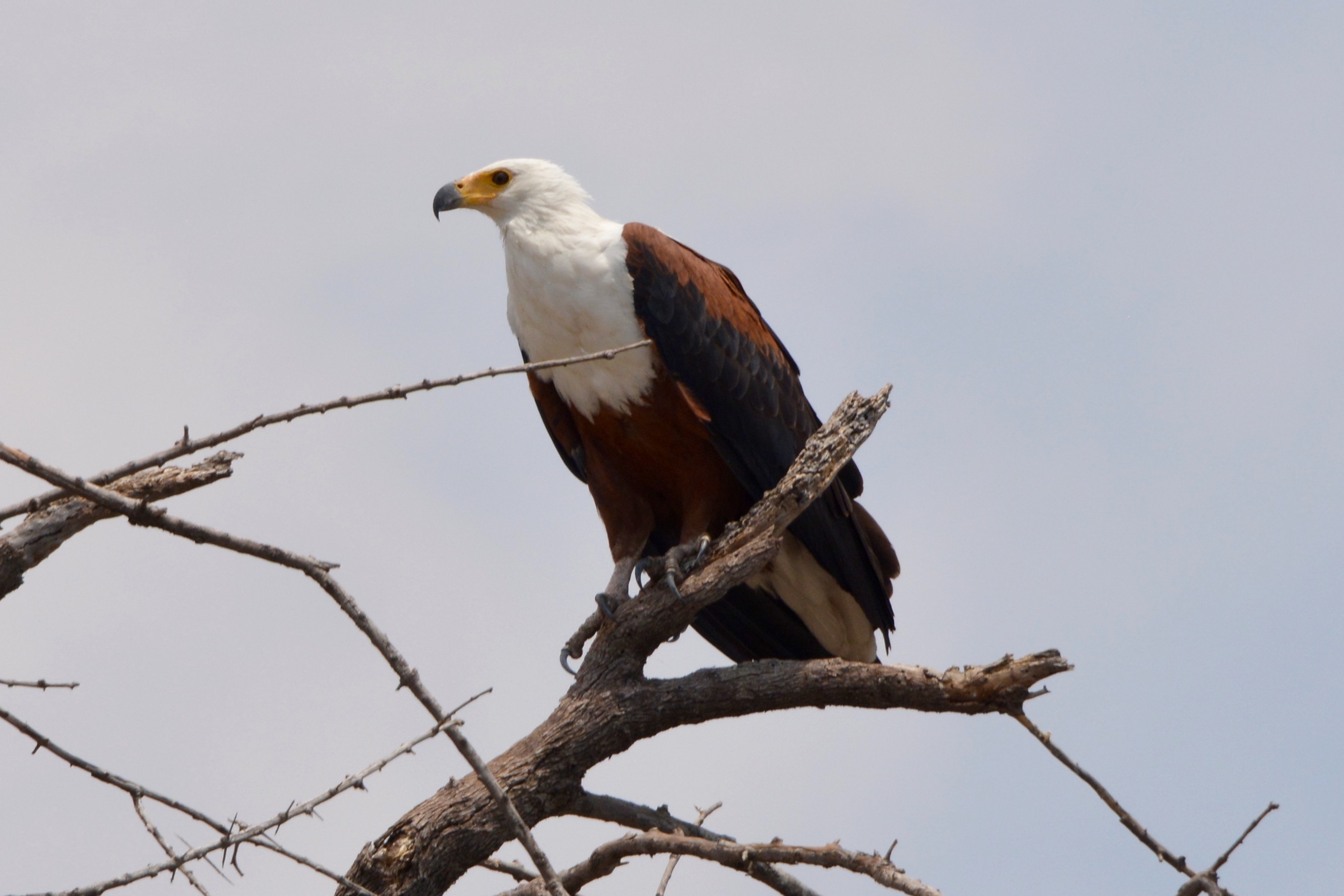 Birds | Images from home and abroad