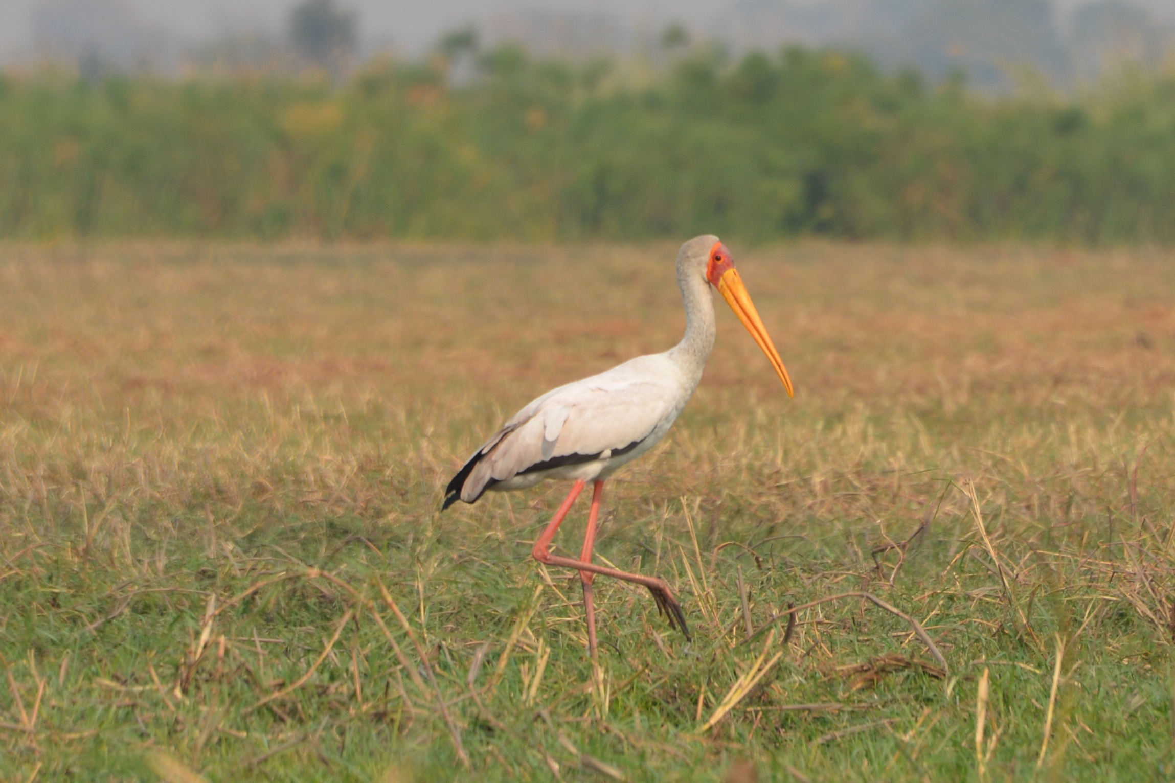 Birds | Images from home and abroad