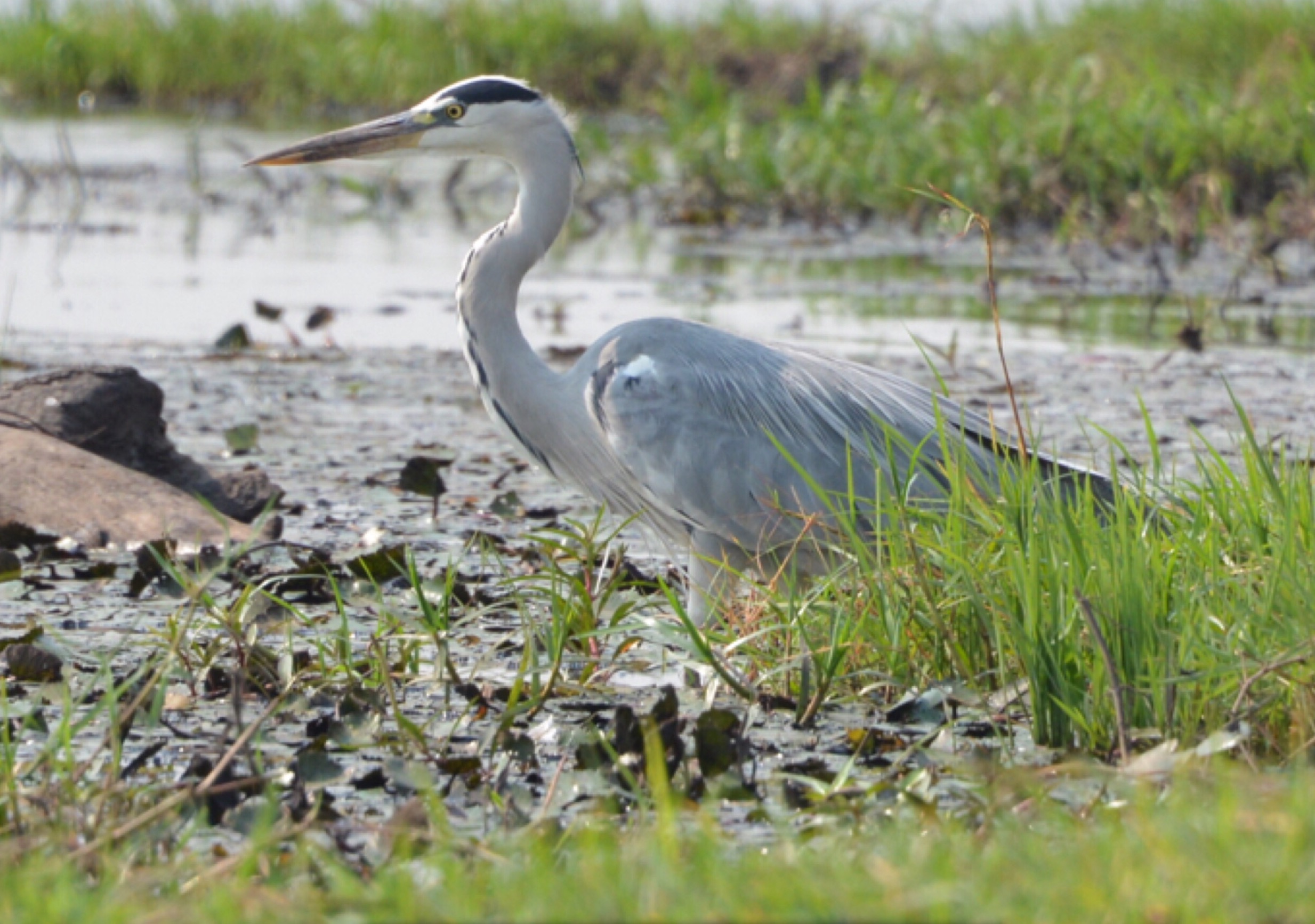 Birds | Images from home and abroad