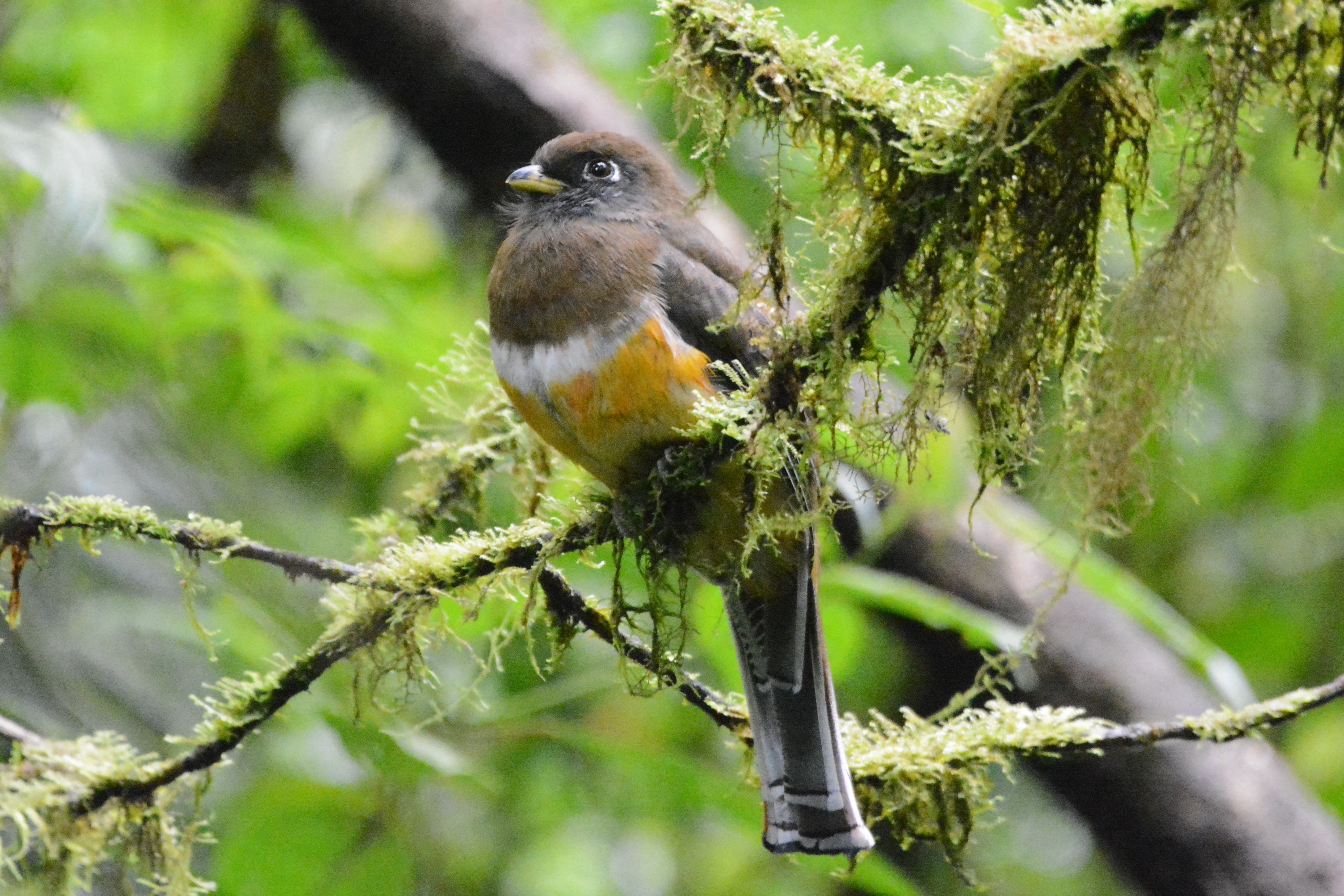 Birds | Images from home and abroad