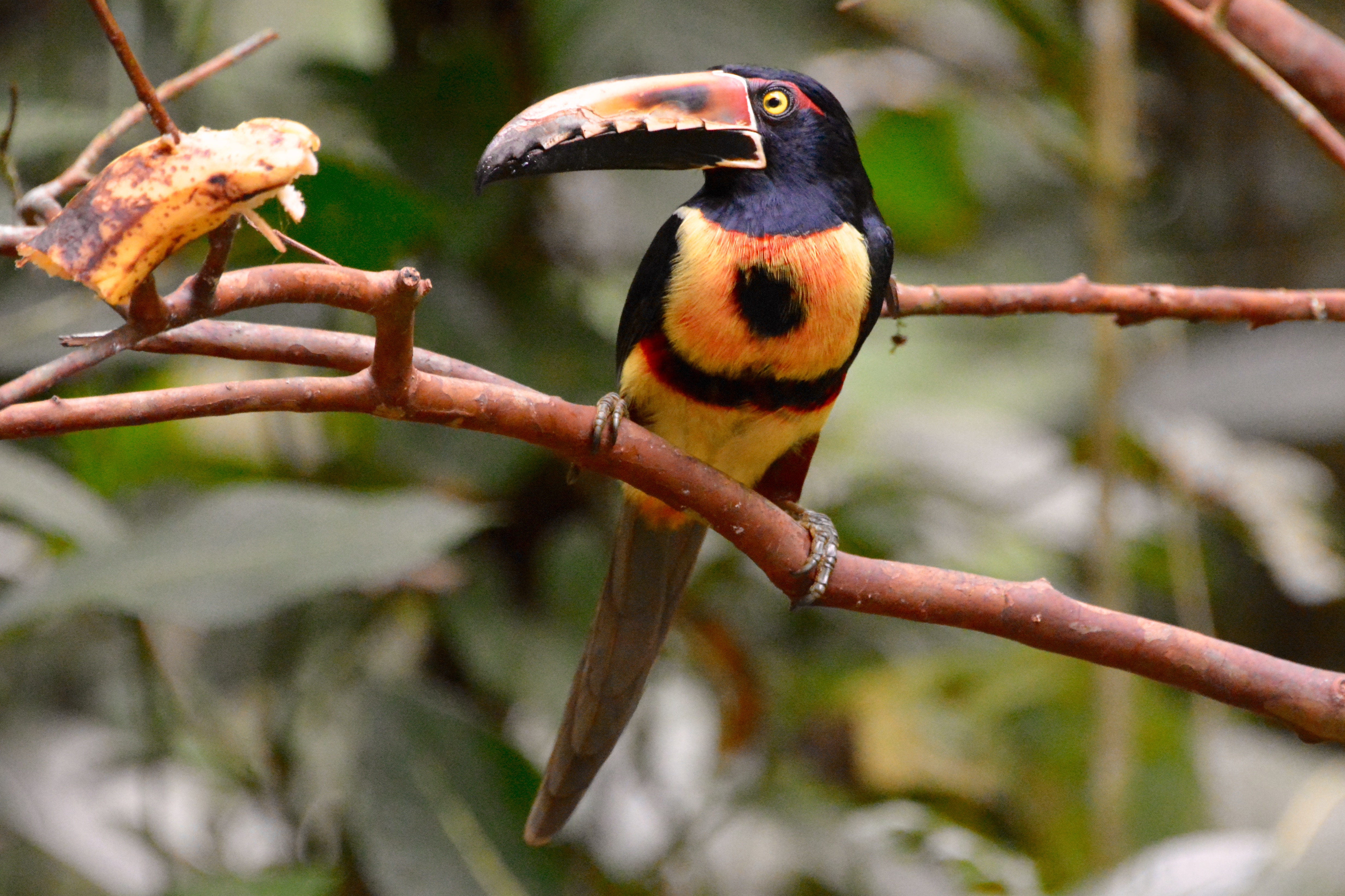 Birds | Images from home and abroad